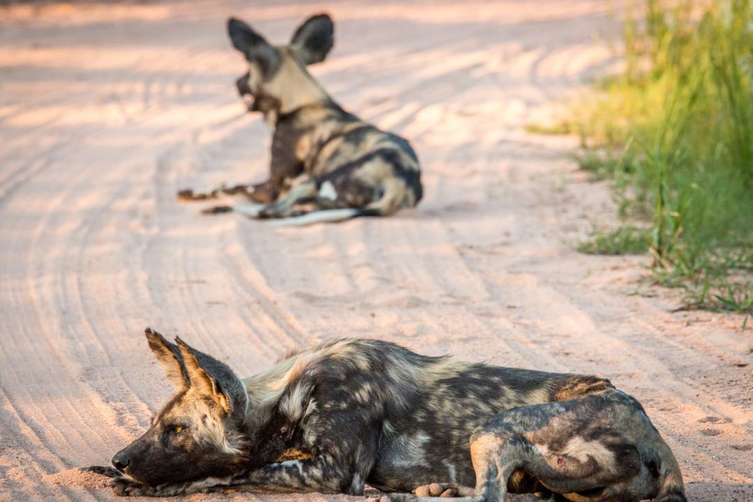 Pridelands Conservancy Bush Camp | Connections.be