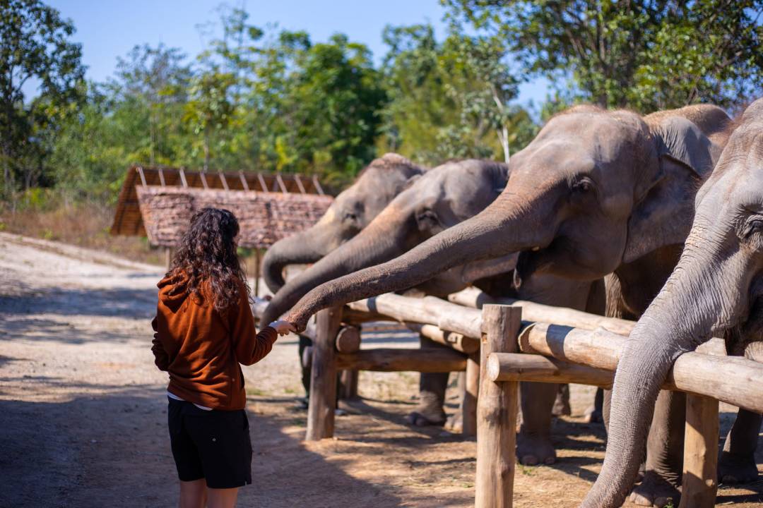 Extension Thaïlande - Bush Camp Safari – Elephant Hills | Connections.be