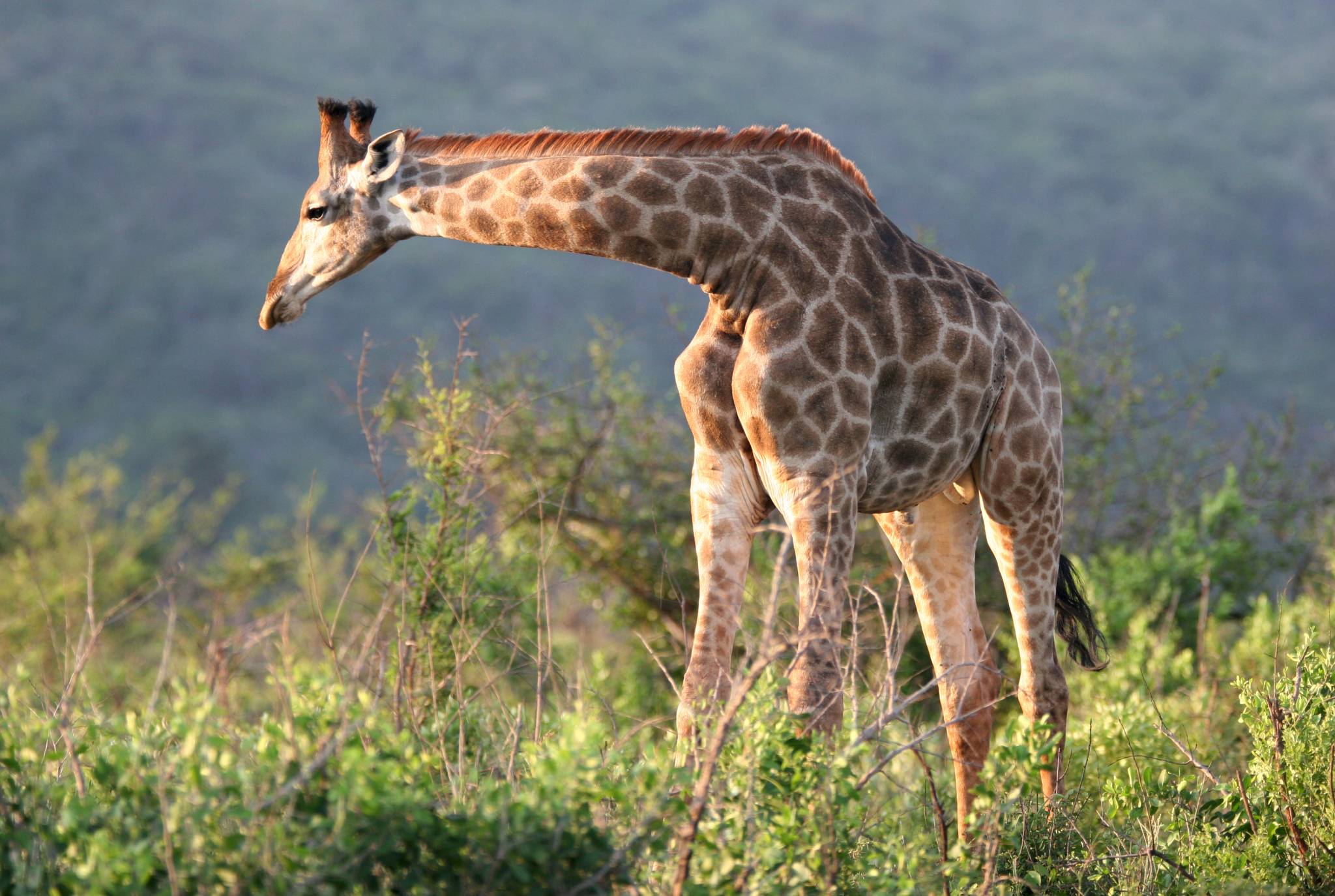 Rondreis Zuid-Afrika - Fauna & Flora | Connections.be